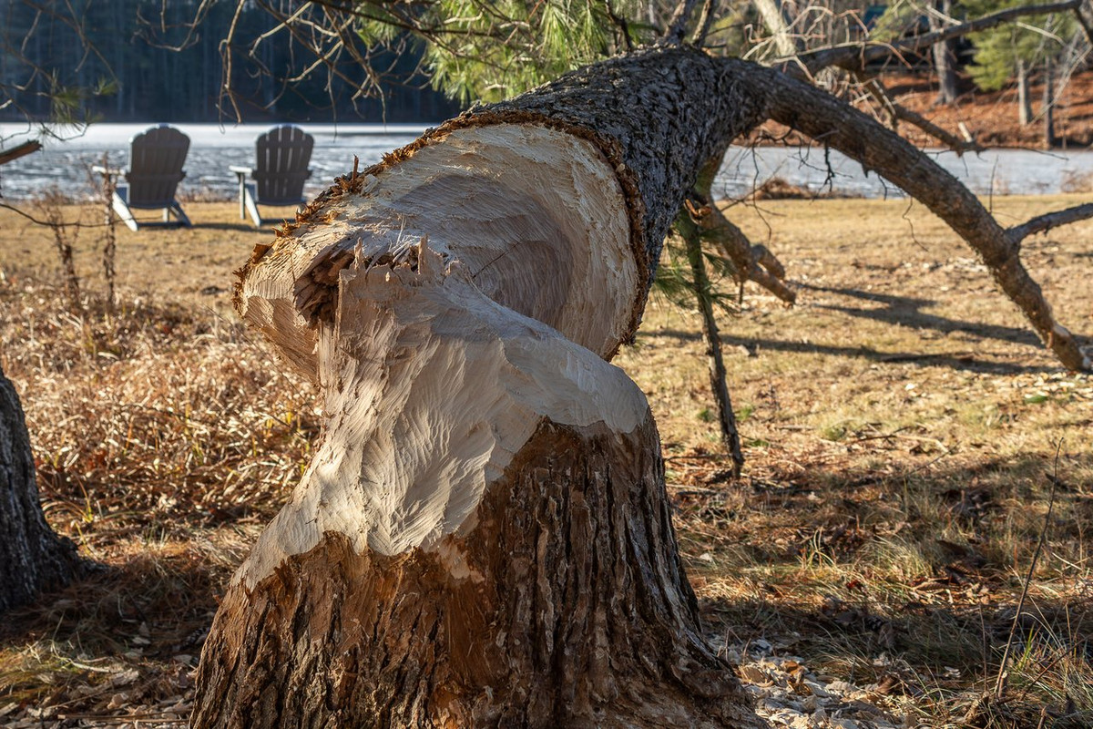 Without snow 3 — Postimages