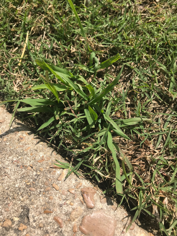 Weed Identification | Lawn Care Forum