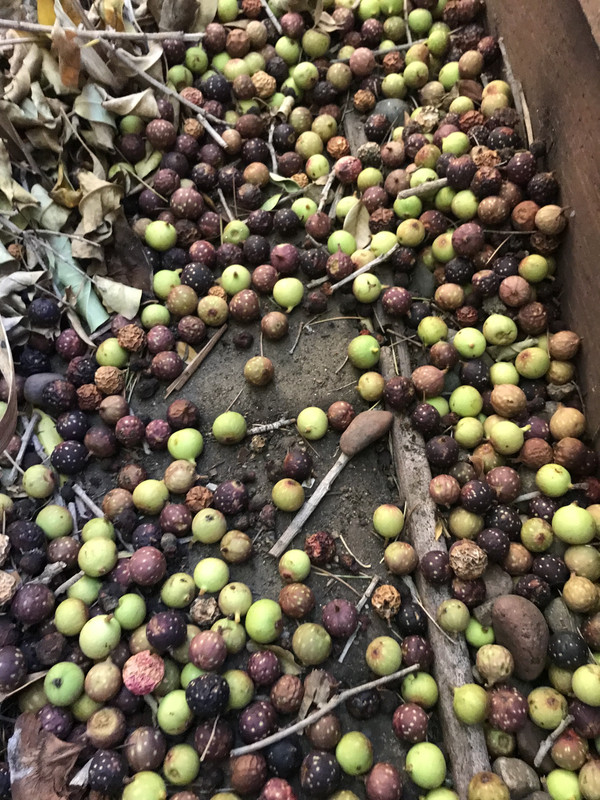 Ficus Superba var. ‘Henneana’ - TROPICAL LOOKING PLANTS - Other Than ...
