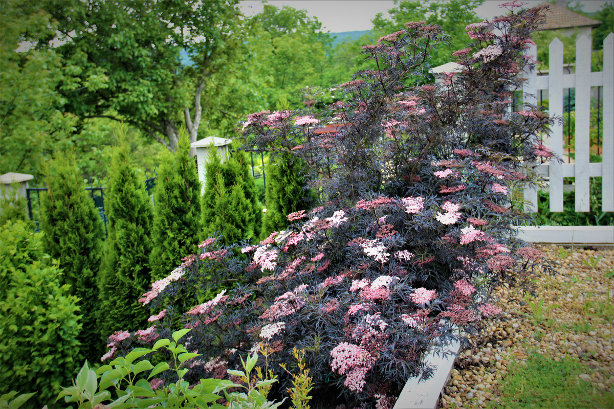 IMG 3773 — Postimages