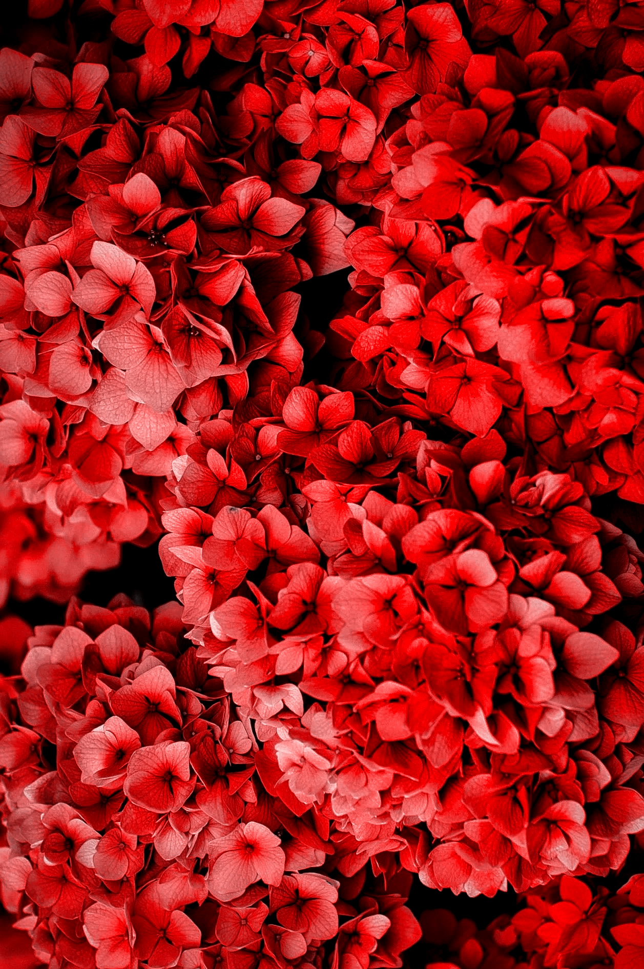 Red flower — Postimages