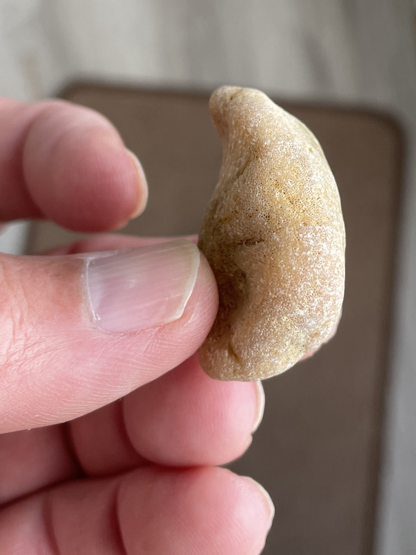 Otolith-like thing - Fossil ID - The Fossil Forum