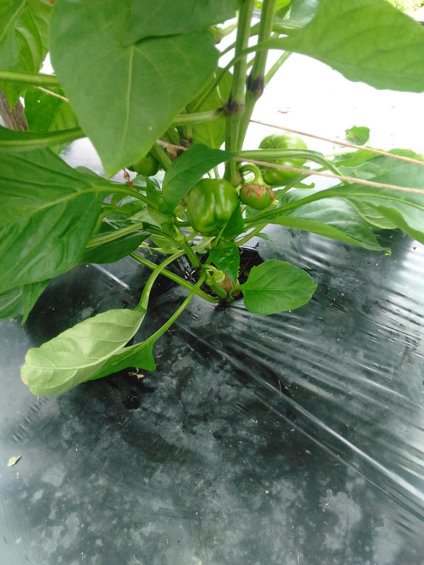 IMG 20190622 101818 — Postimages