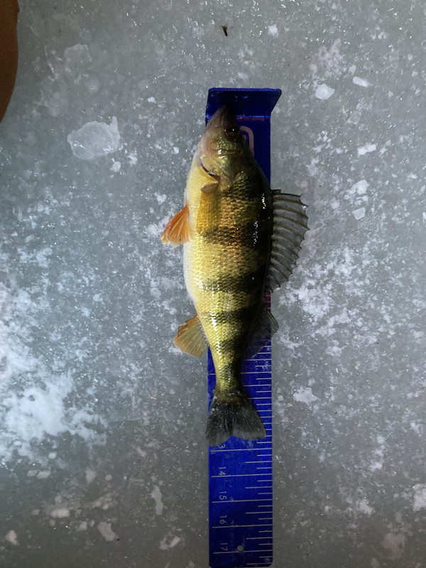 IMG 4098 — Postimages