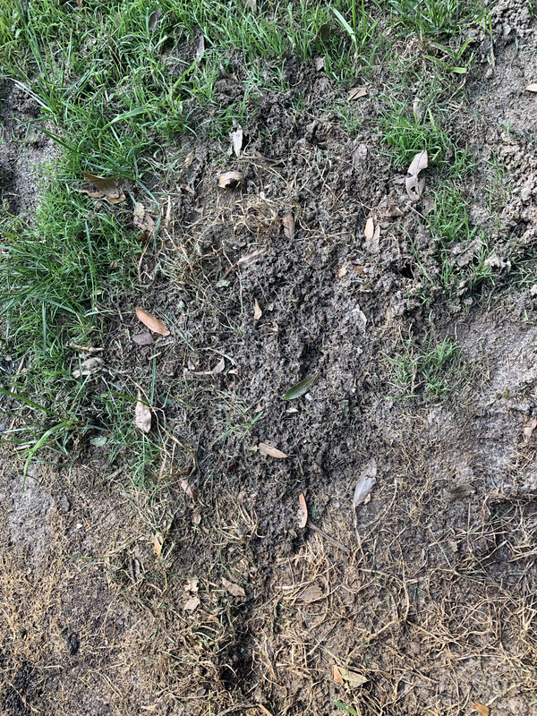 Mole crickets ? Tunnels/tubes in dirt | Lawn Care Forum