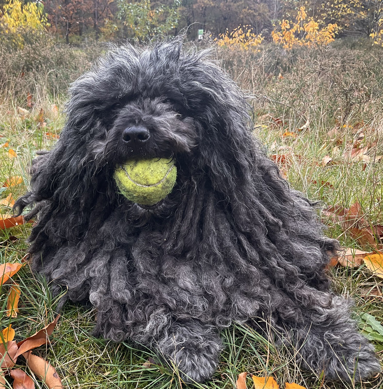 ~Fototopic~ Alledaagse hondendingen - Page 215 - Een Hondenleven