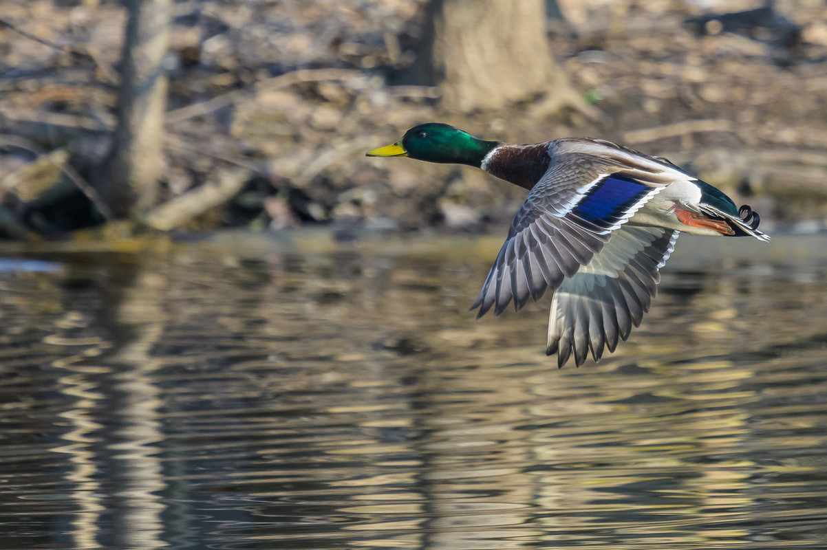 DSC 8252 — Postimages