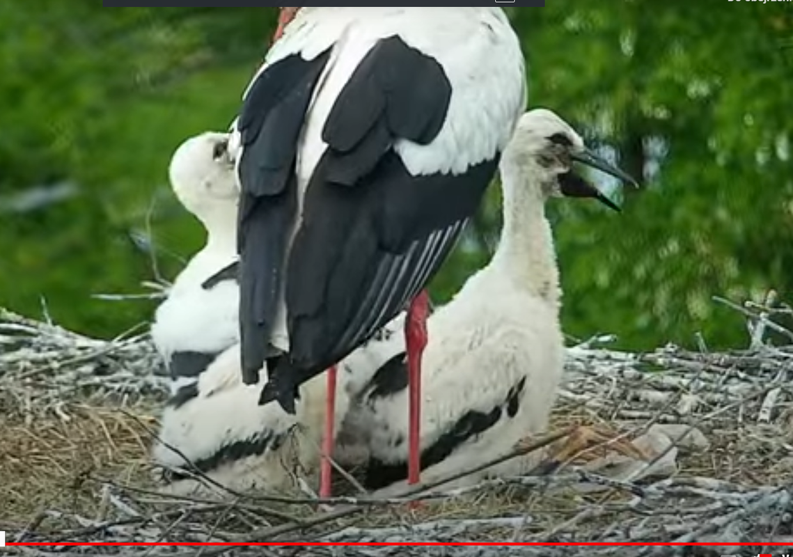 Screenshot 70 — Postimages