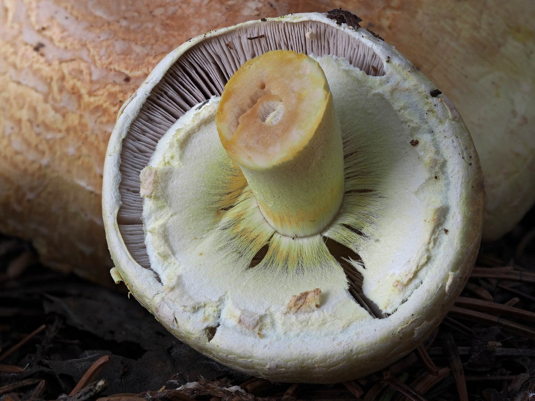 Agaricus xanthodermus 3 SAE 20201002 — Postimages