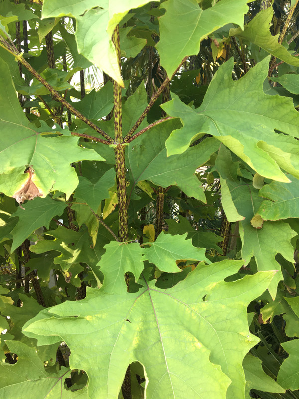 IMG 5496 — Postimages