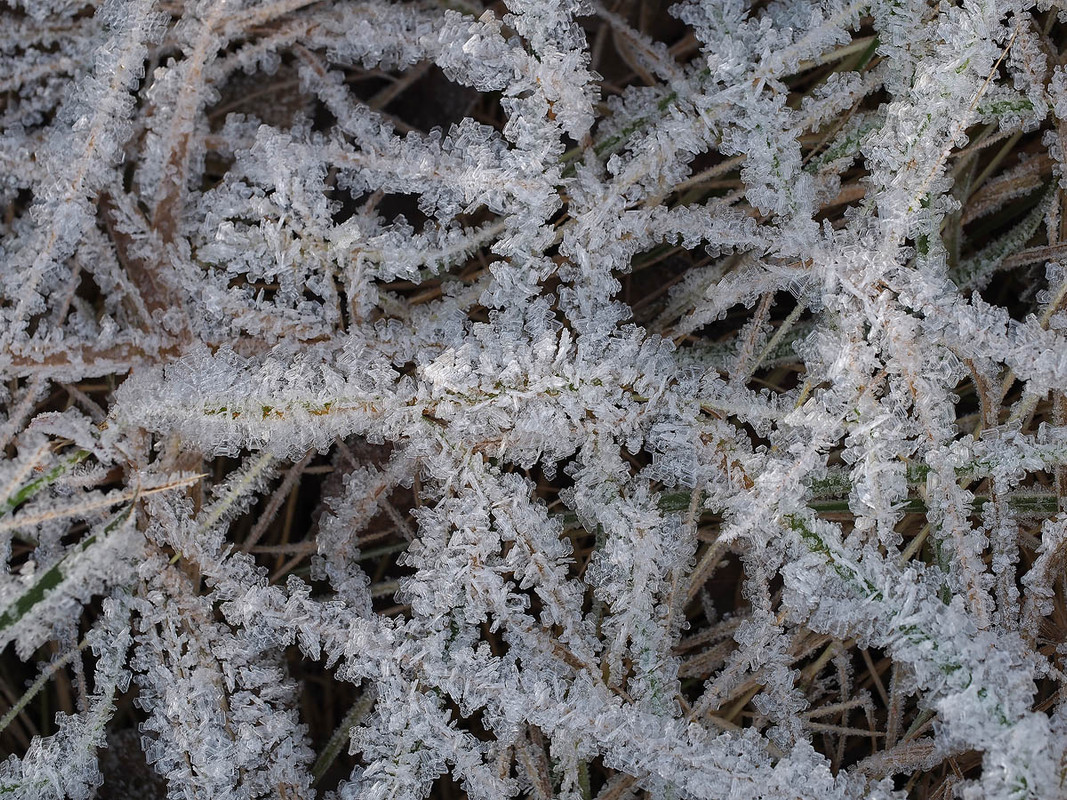 Hoarfrost 6 SAE 20191123 — Postimages
