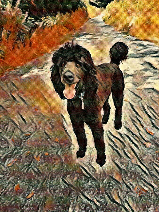 Gift Sage Picasso effect — Postimages