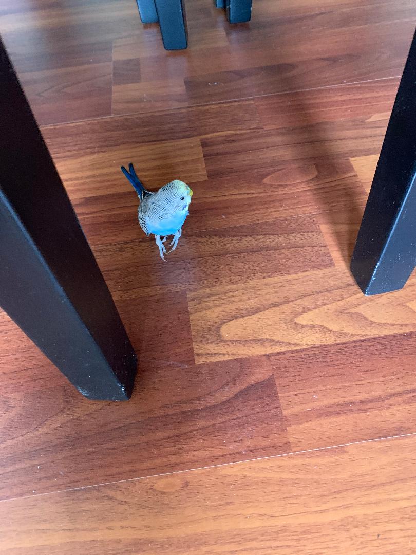 Buudy on Floor — Postimages