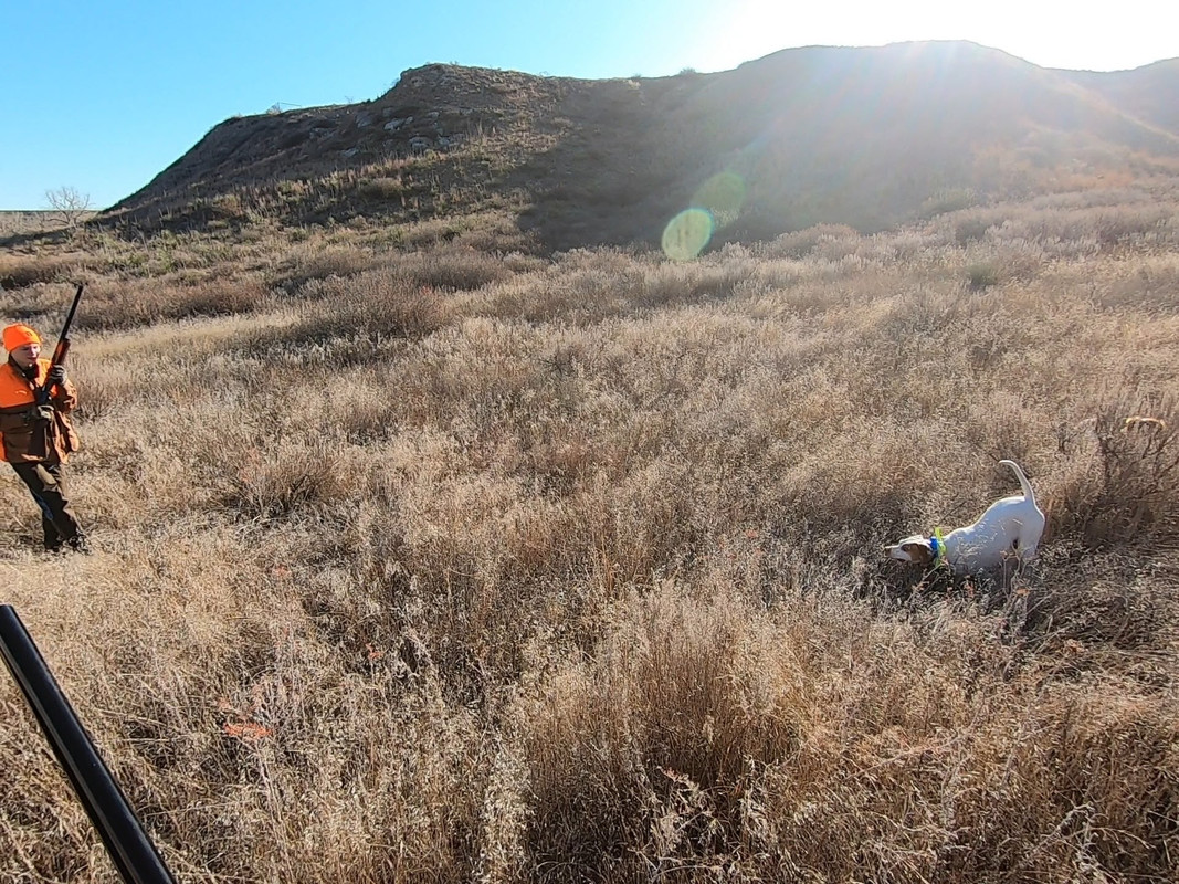 Dot Optima5 — Postimages