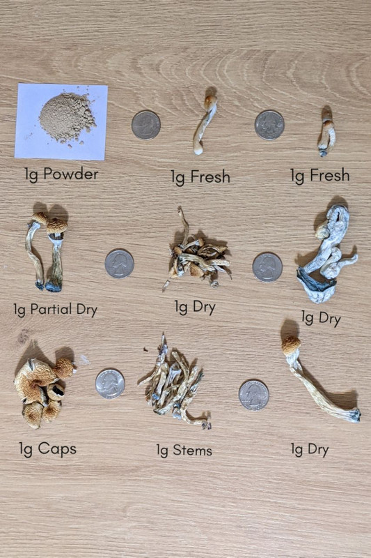 No scale, what do you think? : r/shrooms