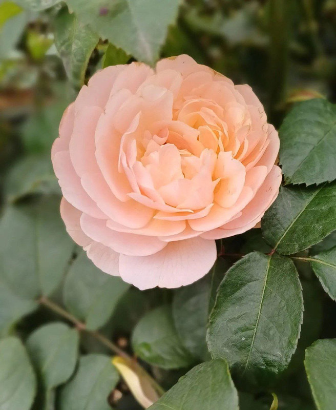 IMG 20240331 WA0003 — Postimages