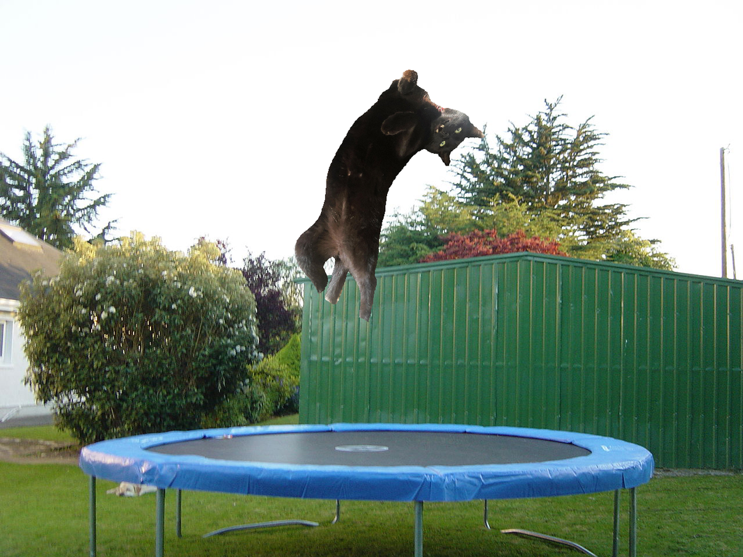 My cat looks like a trampoline model. Wish I had the editing skills to ...