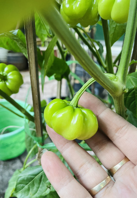 C09 F2 CD4 8193 4548 B6 B9 D9 EB97 A9433 E — Postimages