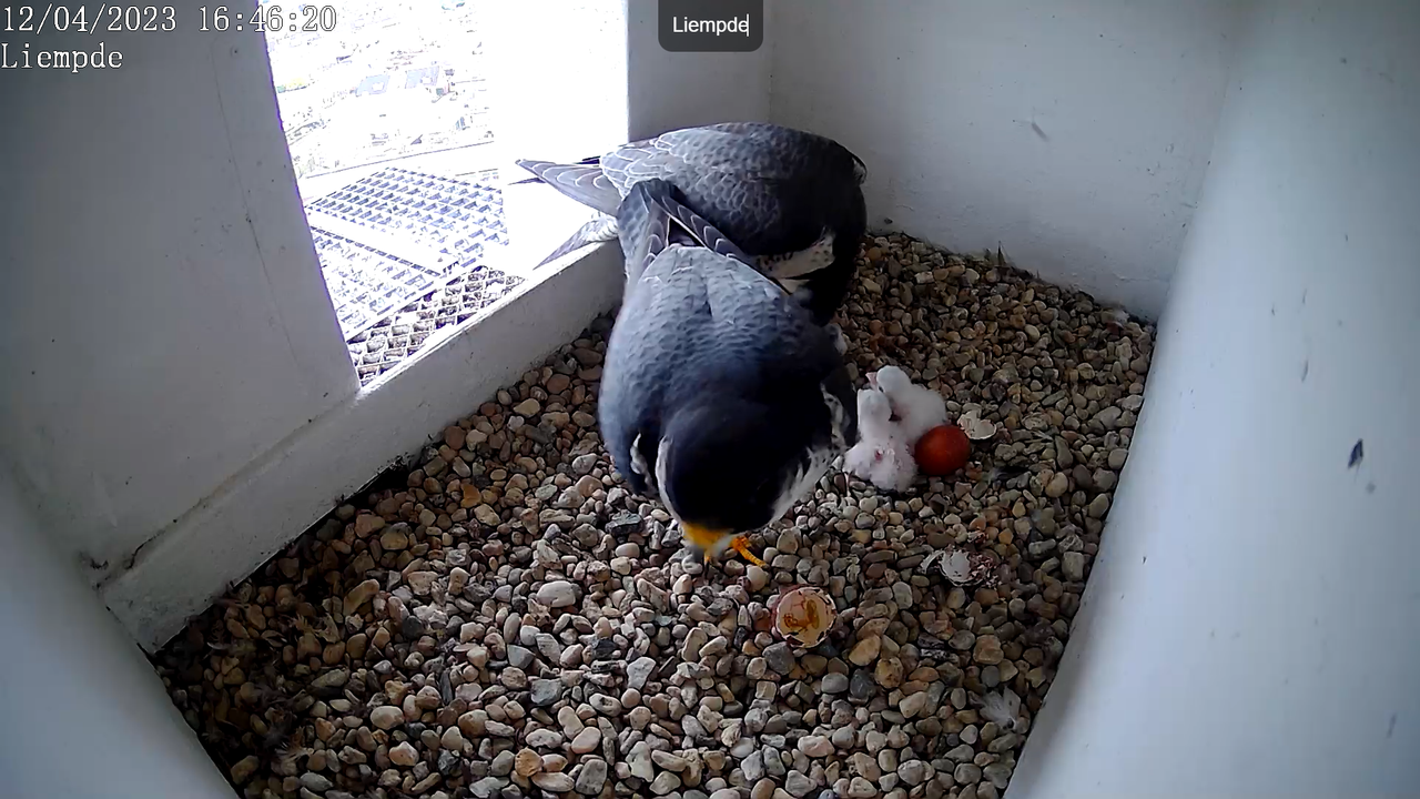 Schermopname (207) — Postimages