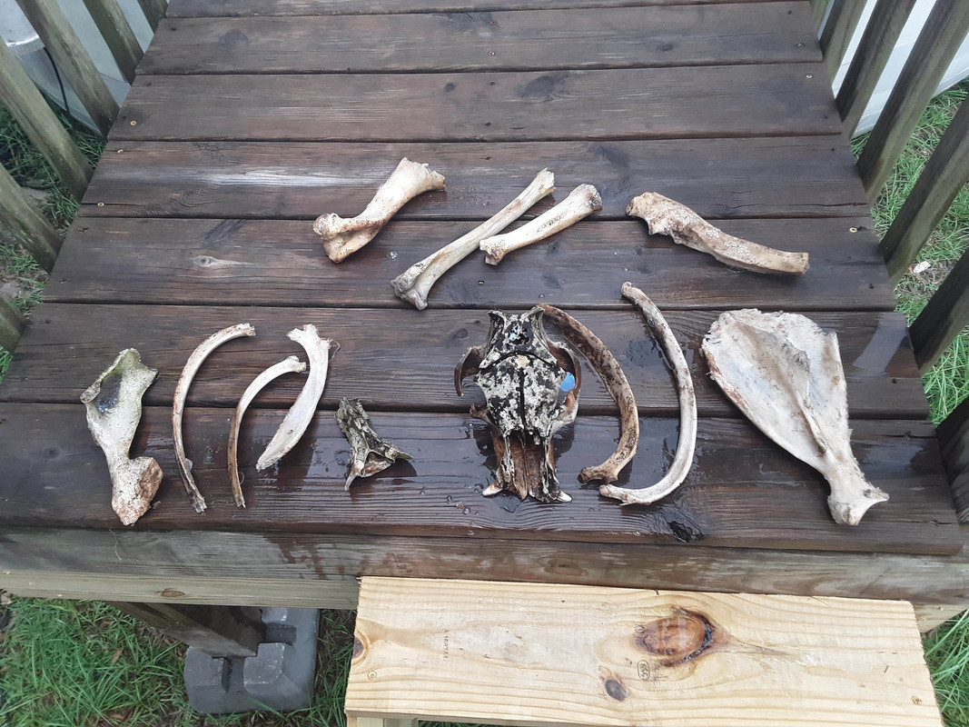 Boar bones — Postimages