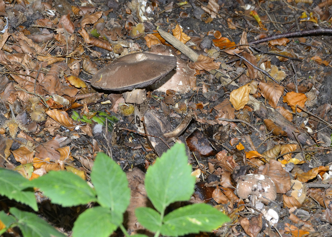 Agaricus silvicola var silvicola — Postimages