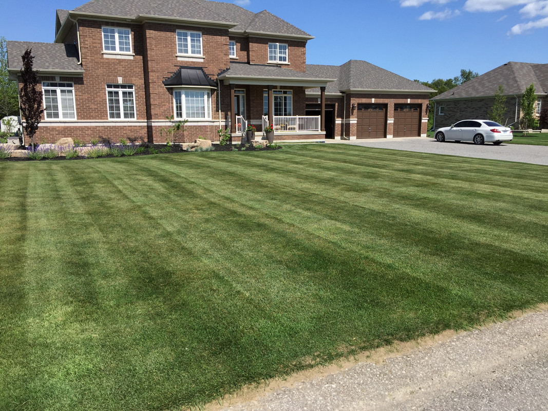Let's see your lawn fail pics - heres mine | Lawn Care Forum