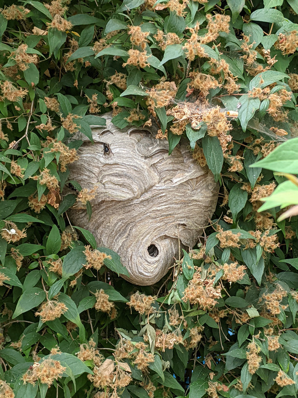 PXL 20220812 192803518 — Postimages