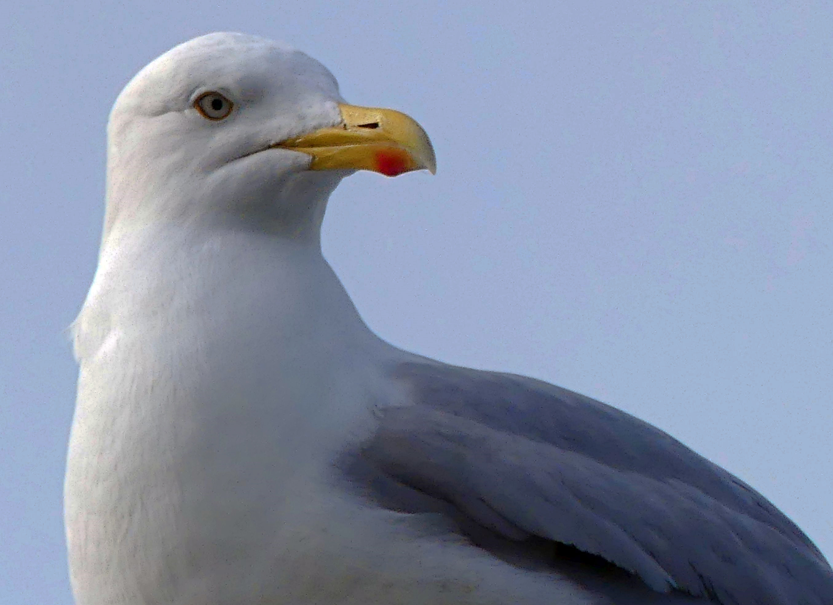 GULL 13B — Postimages