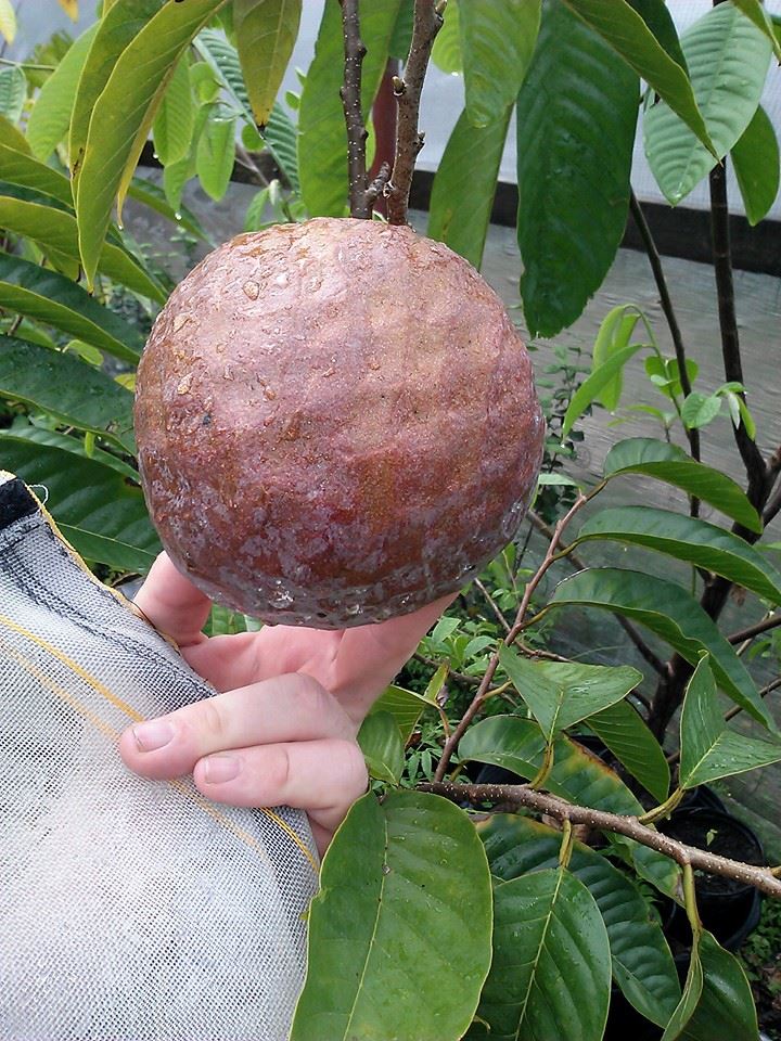 Kimber red 2 — Postimages