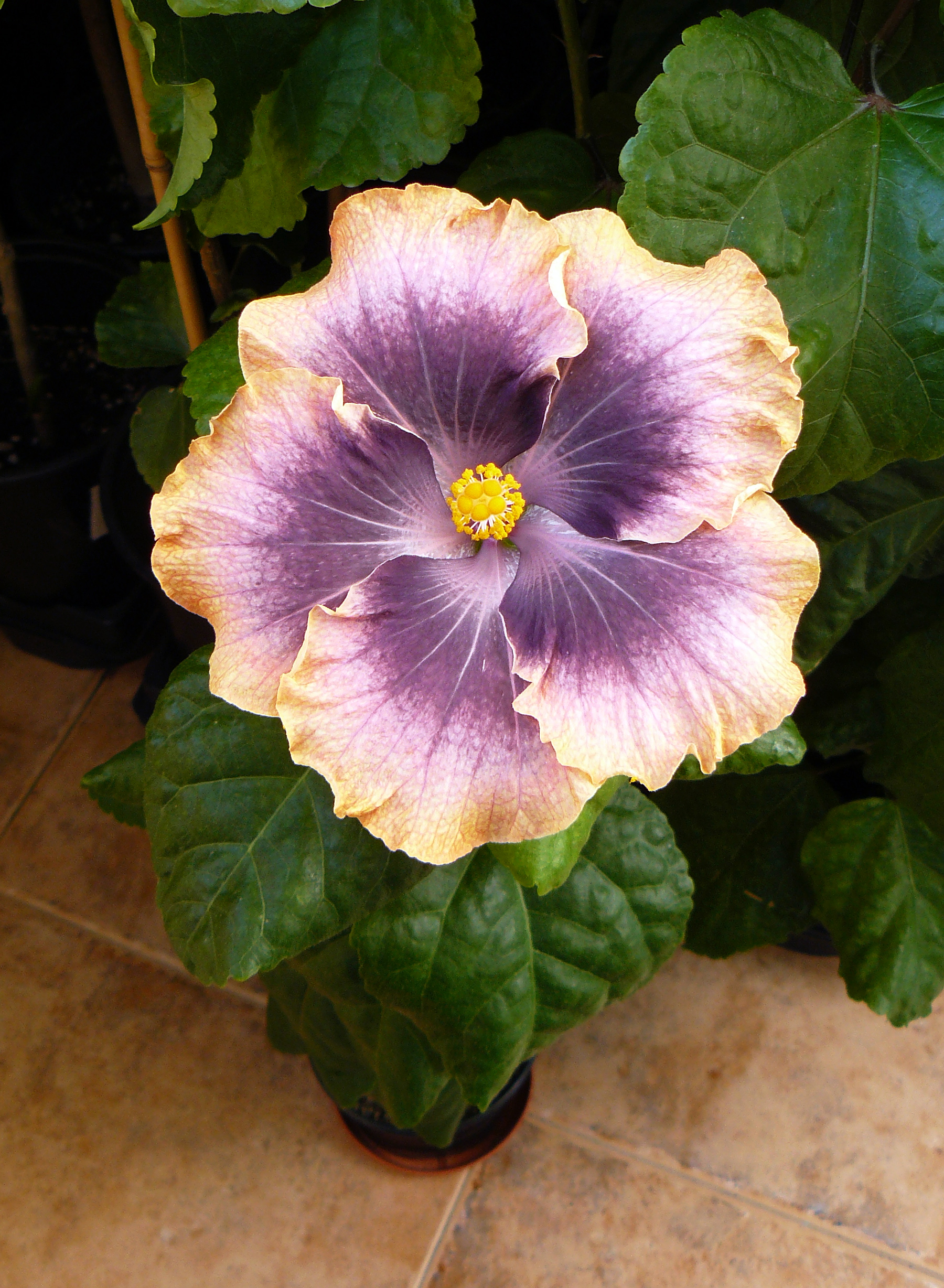 Petar’s Ecstasy 30 10 2022 — Postimages