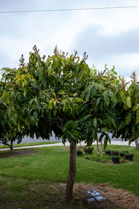 8 U1 A0801 Sweet Tart Mango Tree at 9 15 AM (5 3 2024) — Postimages