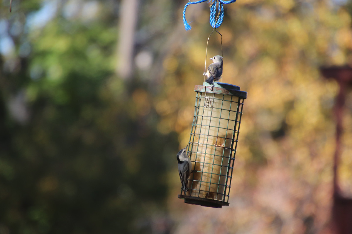 20201205133336 IMG 7664 — Postimages