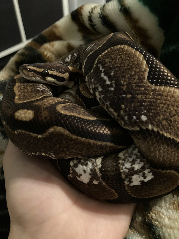 Strange Ball Python Poop