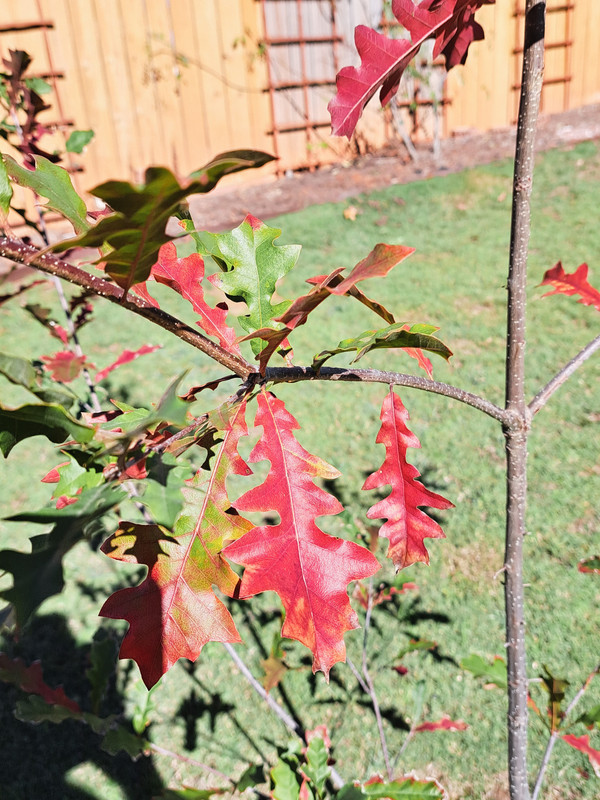 White Oak backyard3 22 Nov 2023 — Postimages