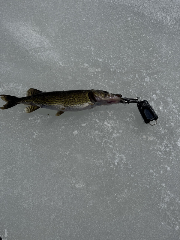 IMG 8438 — Postimages