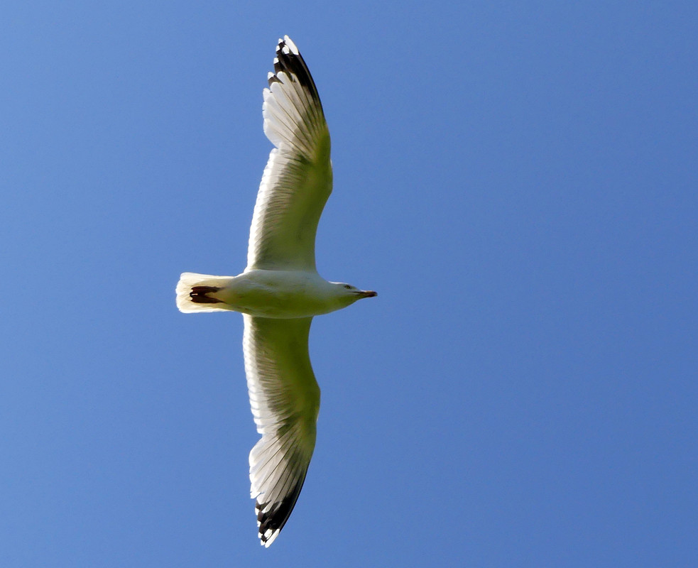 FLYING HERRING GULL 3 010624 — Postimages