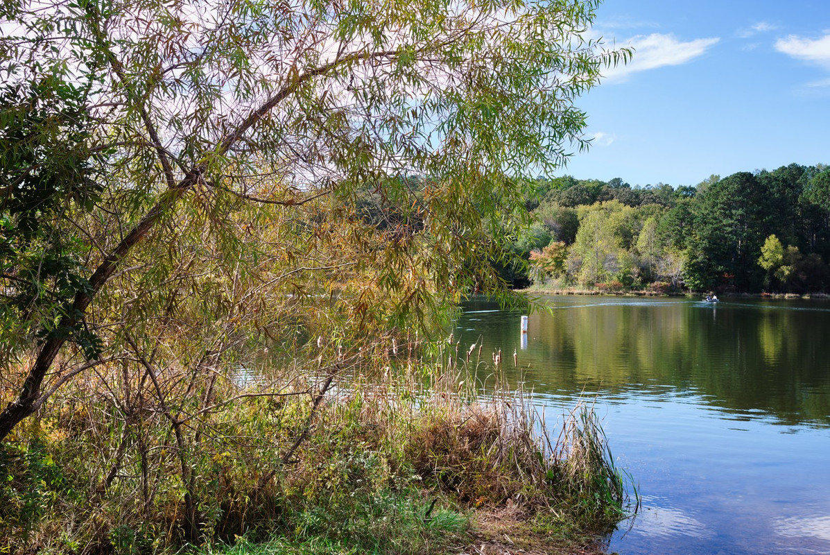 Hickory Log Creek tree 35mm — Postimages