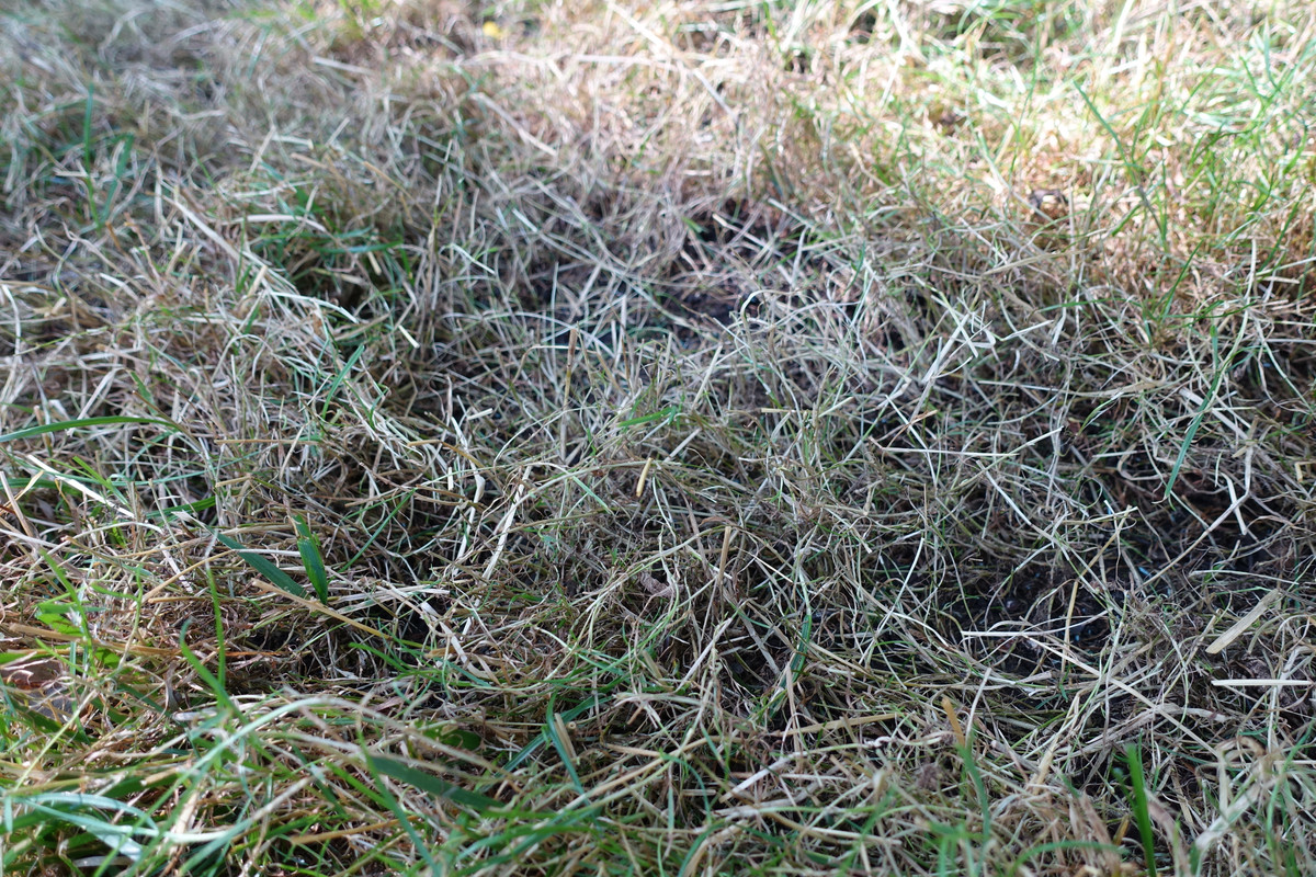 Help for grass that "fell over." | Lawn Care Forum