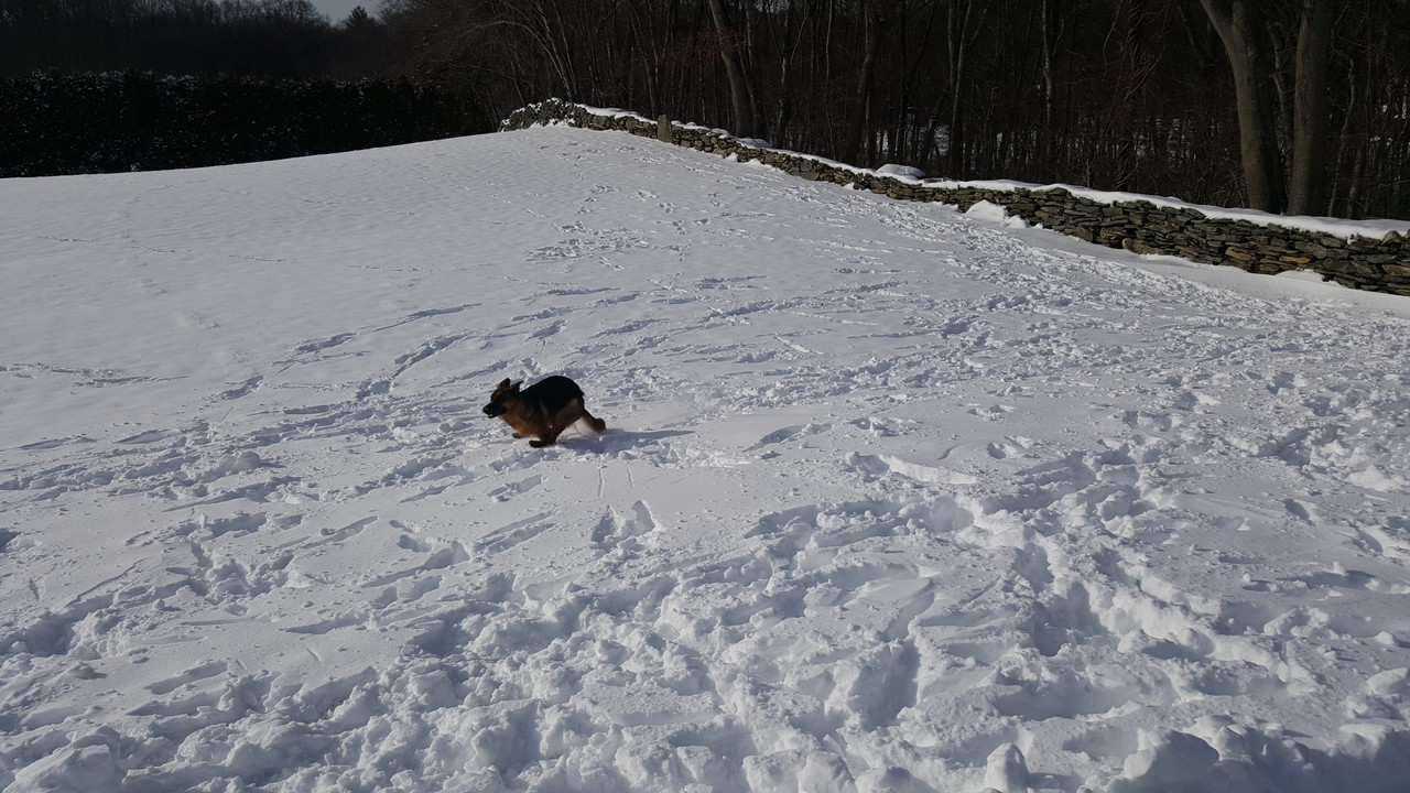 Callie's first snow experience | German Shepherds Forum