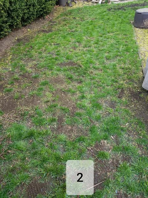 Lumpy, spotty grass | Lawn Care Forum