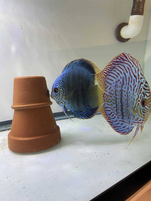 05 A56 ADA E023 406 B 88 C1 FC23 EDB750 AE — Postimages