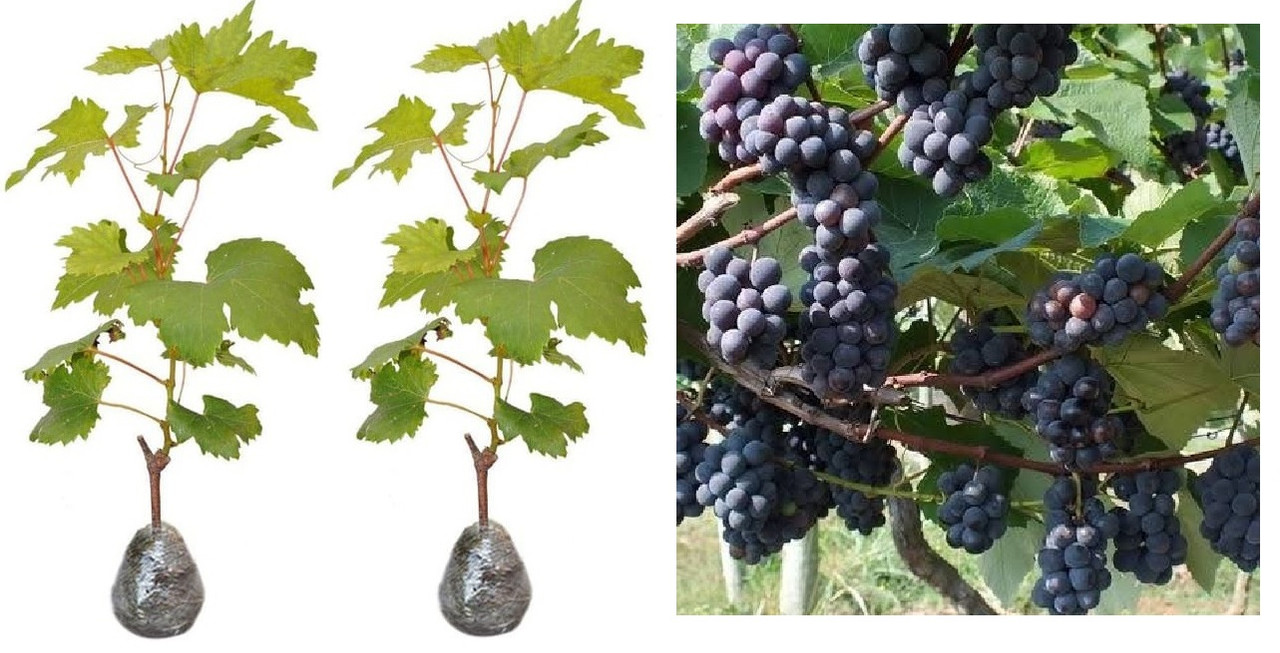 Jual Bibit Tanaman Buah Anggur Hitam Carolin di Seller sentrabibit01 ...