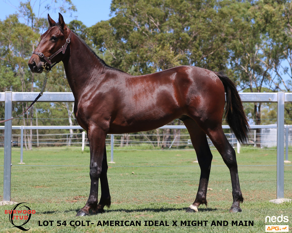 News Article - Australian Harness Racing