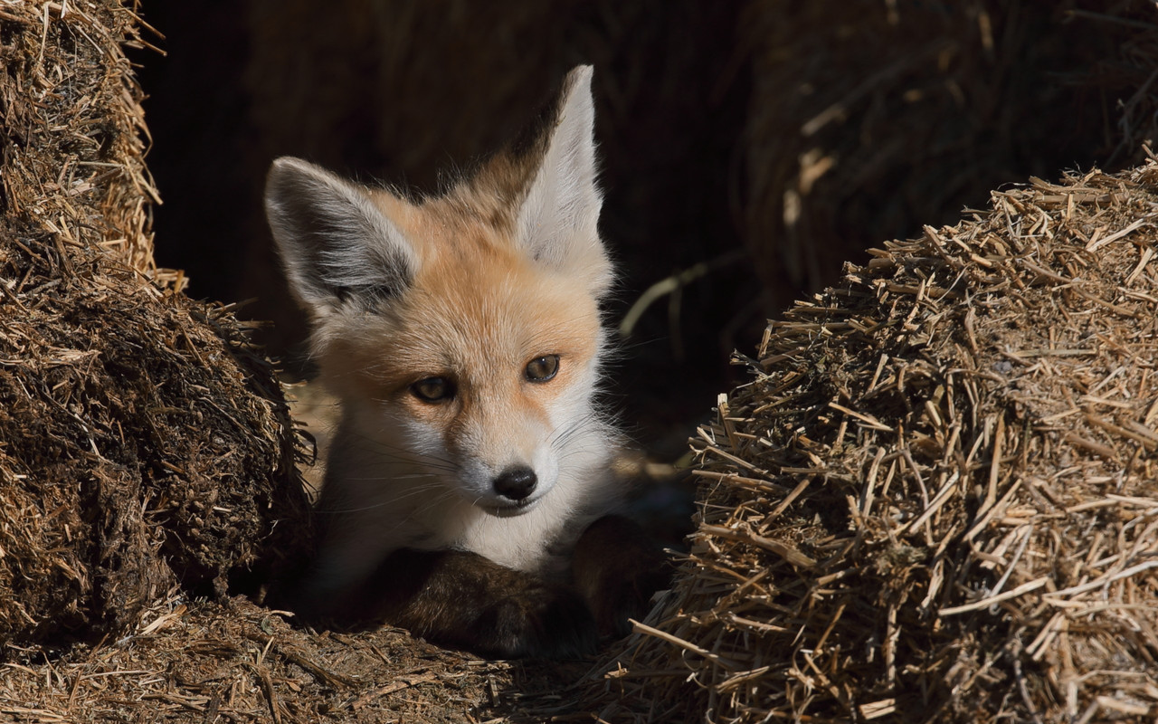 Red Fox Puppies (1 pic) - 24hourcampfire