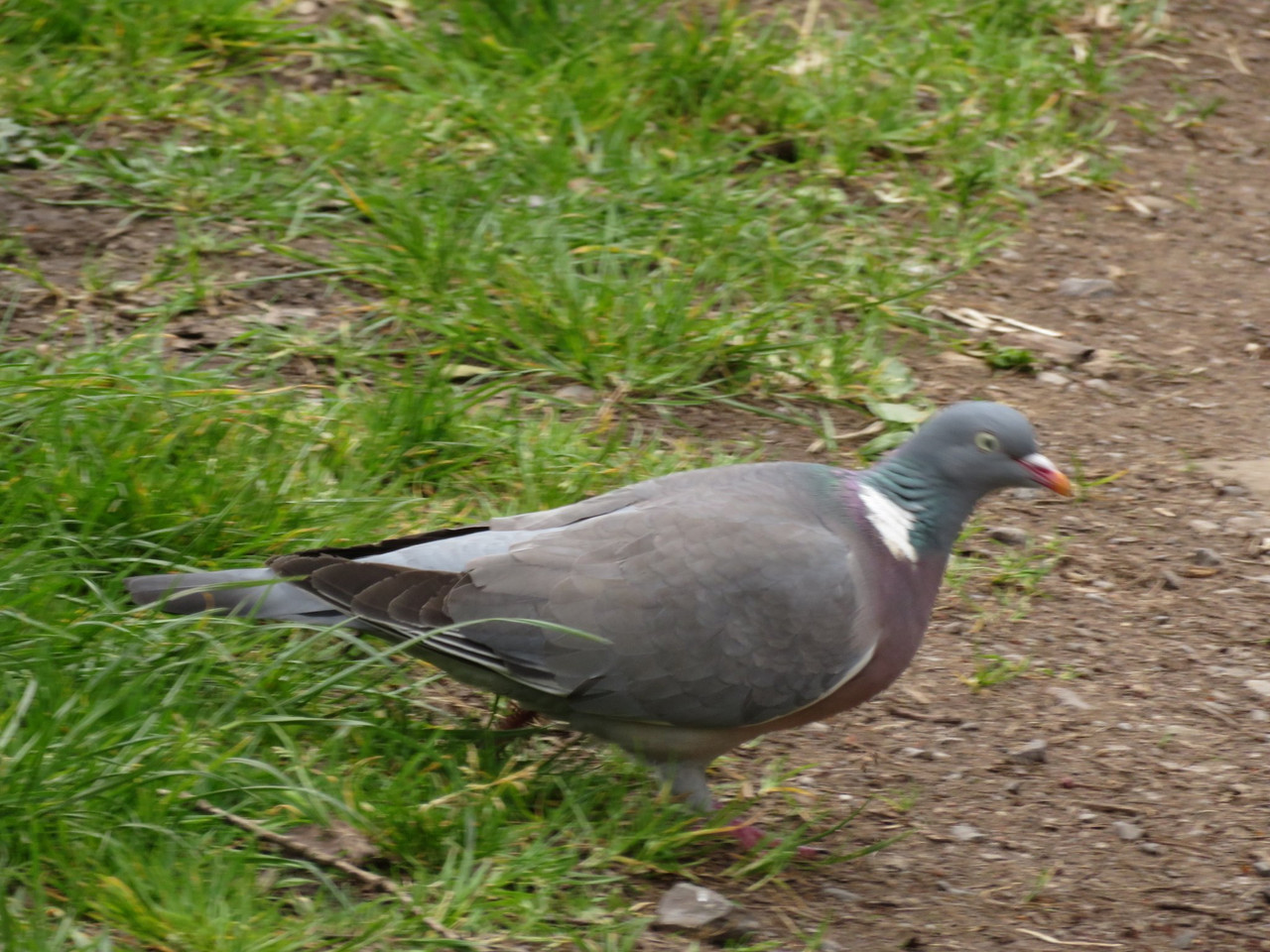 Wood Pigeon | Marnix's Bird Gallery