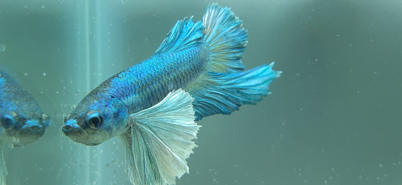 Rare Betta Strains in Stock | Tropical Aquariums SA