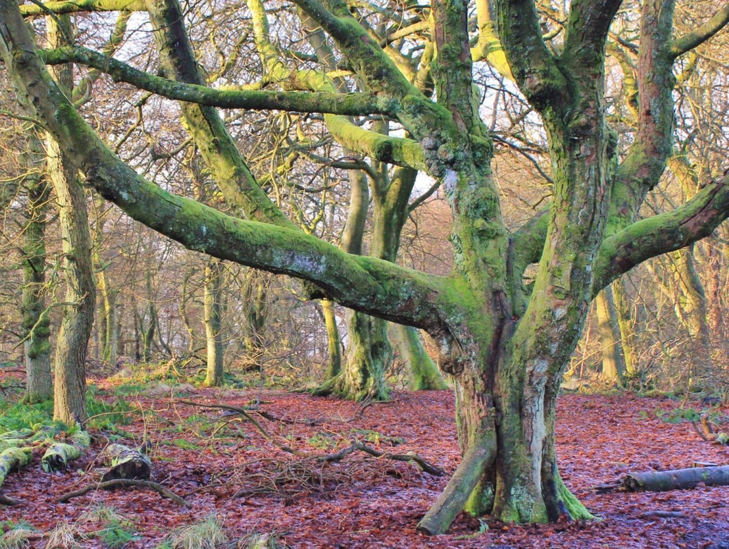 Scottish Wildlife Trust Open Data Hub