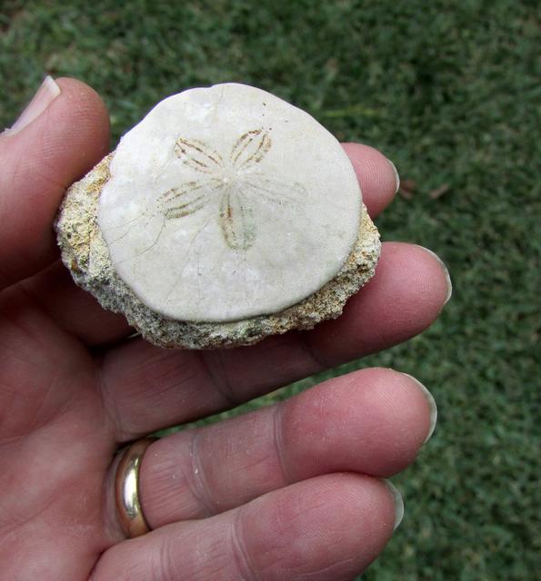 Fossilized Sand Dollar Stones