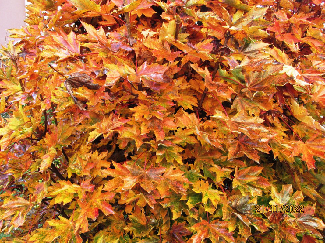 photo 2022 11 22 09 16 54 — Postimages