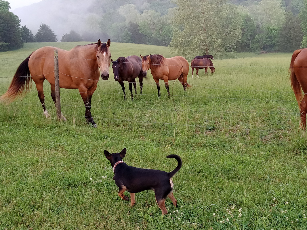 So, Small Dog Pic's, Show those ankle biters. > General Discussion ...